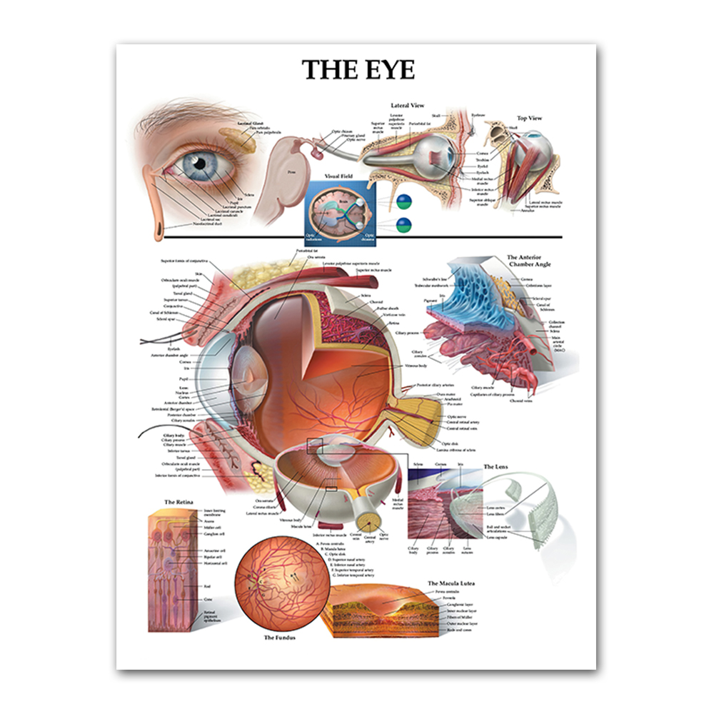 Eye Anatomy: Understanding The Structure Of The Human Eyeball, High ...