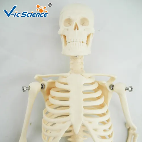 Mini Human Skeleton Model, High Quality Mini Human Skeleton Model on ...