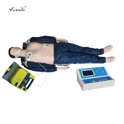 Basic Life Support Bls Manikin, High Quality Basic Life Support Bls ...