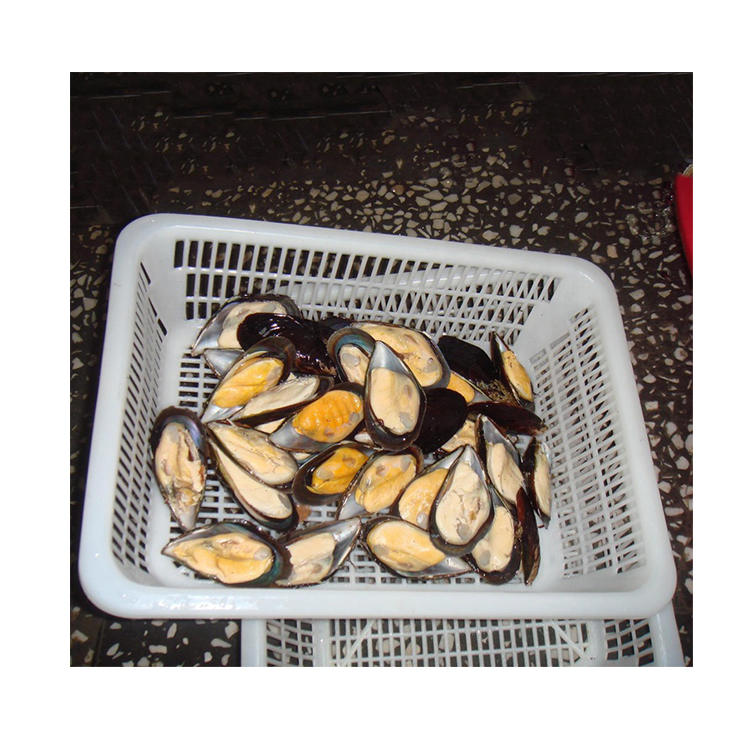 Fresh Frozen Mussel Meat Shellfish Detail Half Shell Mussel Frozen ...