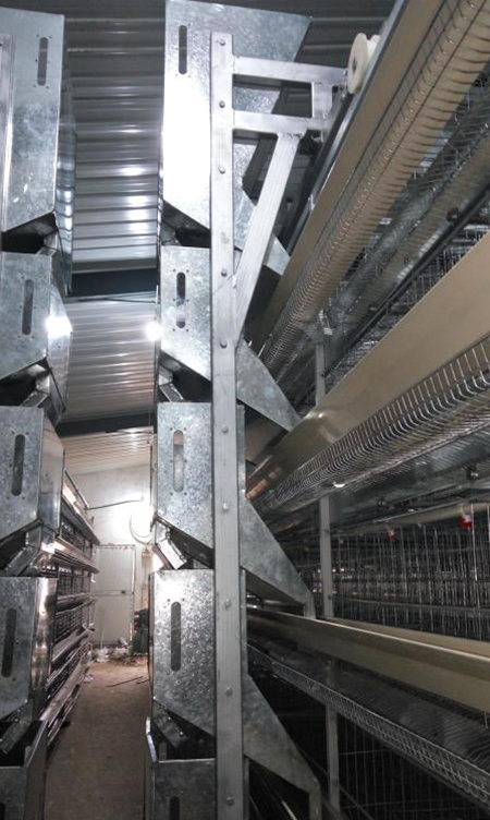 Automatic Chicken Feeding System Shuttle Feed Dispenser, High Quality ...