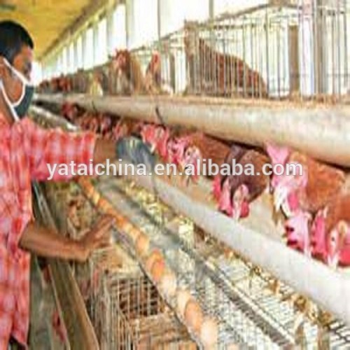 Animal Feed Poultry Feed Animal Forage, High Quality Animal Feed ...