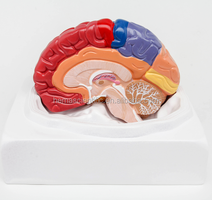 Gelsonlab Hsbm-172 Human Brain Model With Functional Regions, High ...