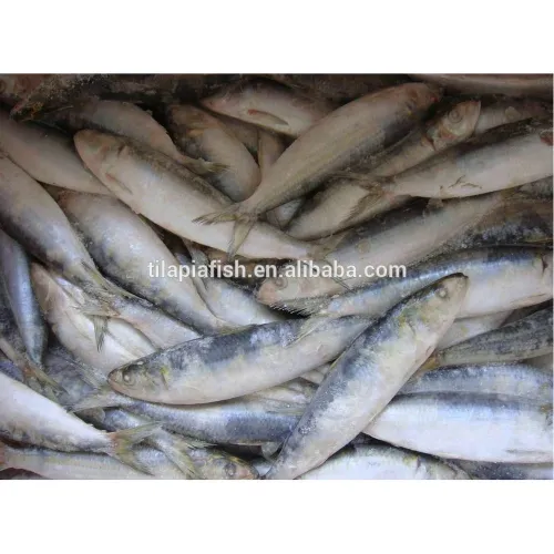 Frozen Titus Sardines, High Quality Frozen Titus Sardines on Bossgoo.com