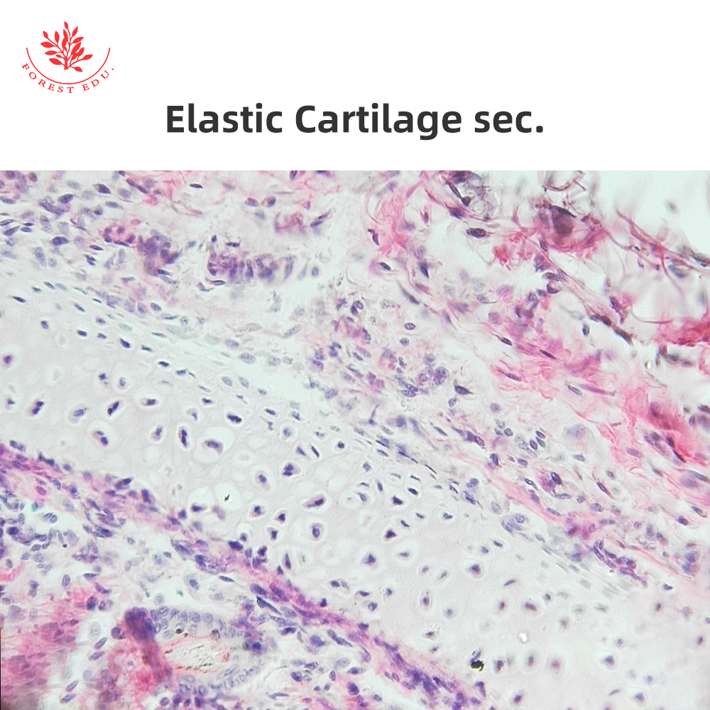 Histology Microscope Slides: Connective Tissue, Hyaline Cartilage, And ...