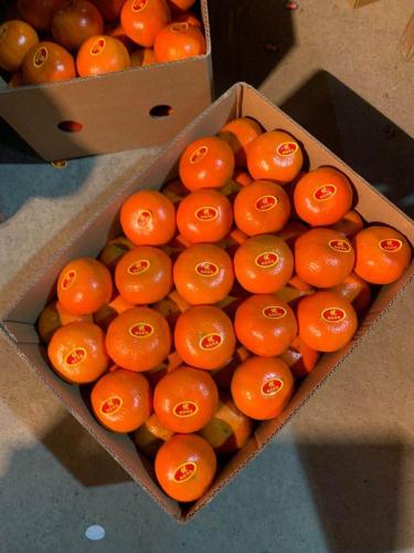 Fresh Honey Baby Mandarin At Regular Supply, High Quality Fresh Honey ...