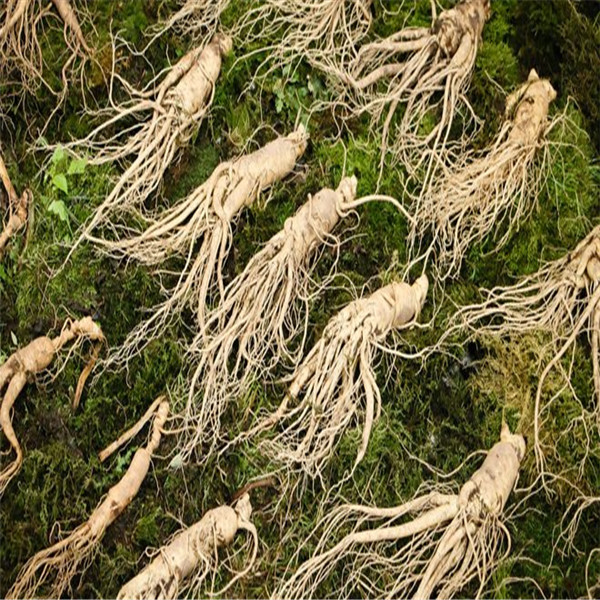 Panax โสม Radix Et Rhizoma Renshen Panax โสม คุณภาพสูง Panax โสม Radix ...