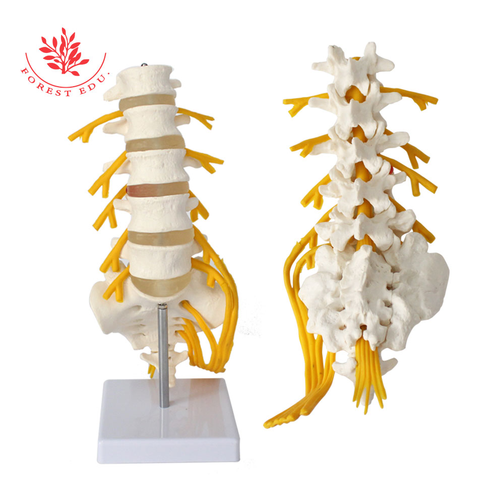 Lumbar Spine Model With Vertebrae, Ligaments, And Nerves, High Quality ...