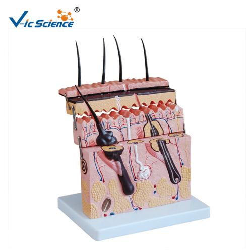 Skin Section Model 70 Times, High Quality Skin Section Model 70 Times on Bossgoo.com