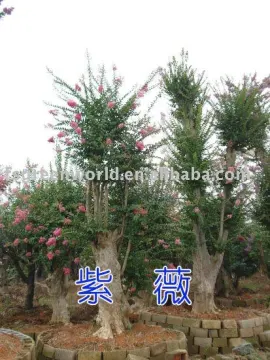 Lagerstroemia Indica Big Bonsai, High Quality Lagerstroemia Indica Big ...