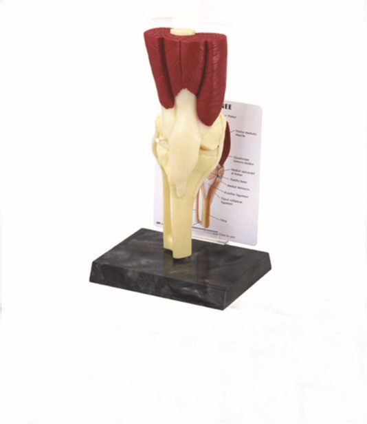 Artificial Knee Joint Model With Muscles And Ligaments, High Quality ...