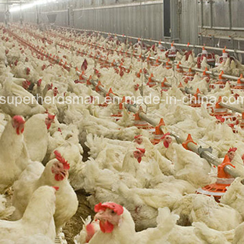 Automatic Poultry Farm Machinery For Breeder Farm, High Quality ...