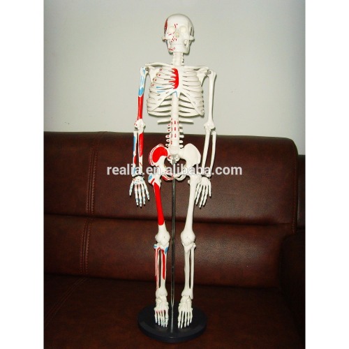 85cm Human Skeleton Model With Half Muscular, High Quality 85cm Human Skeleton Model With Half ...