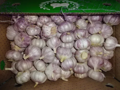 New Crop Fresh Garlic For Export, High Quality New Crop Fresh Garlic ...