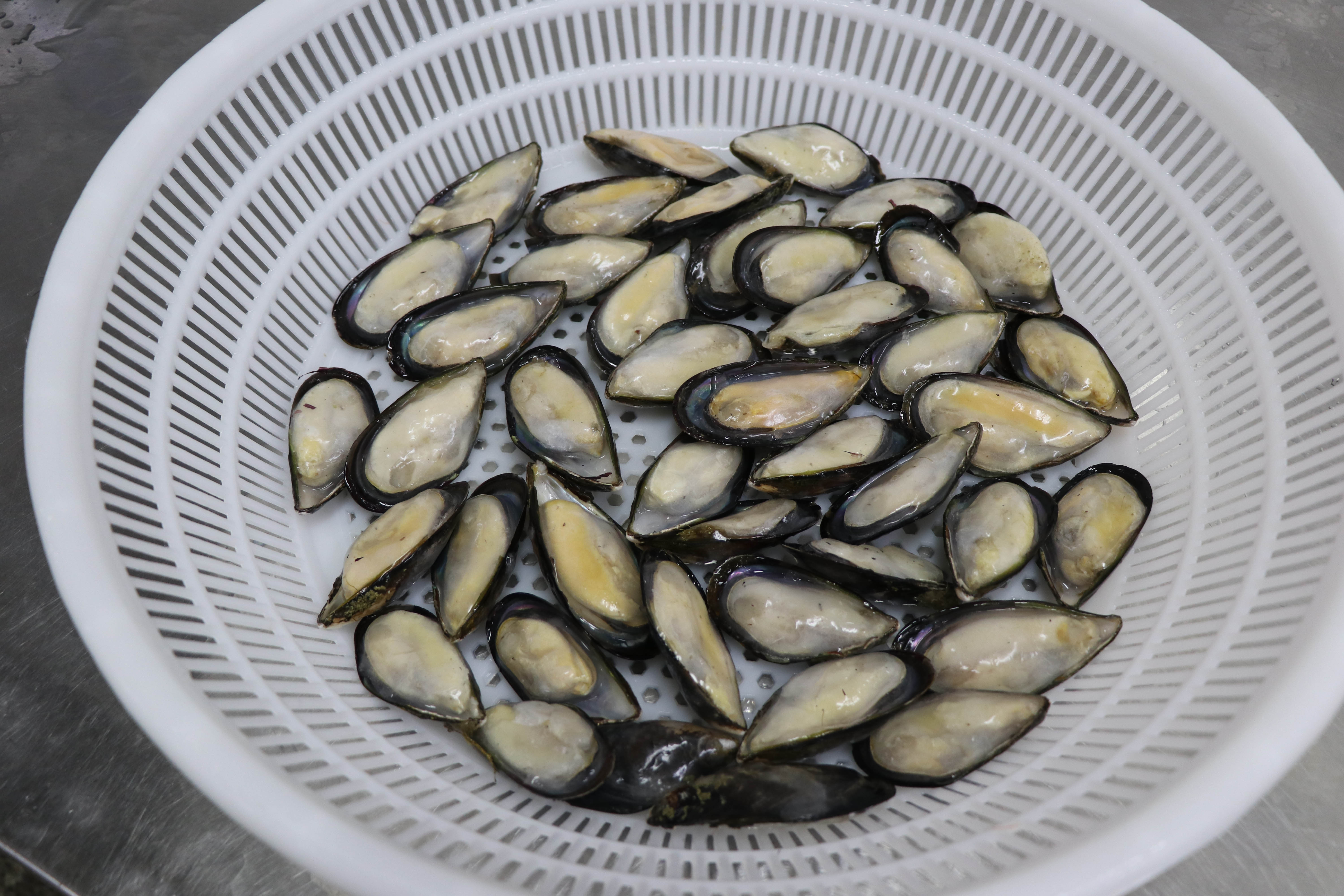 New Coming Shellfish Frozen Half Shell Mussel, High Quality New Coming ...