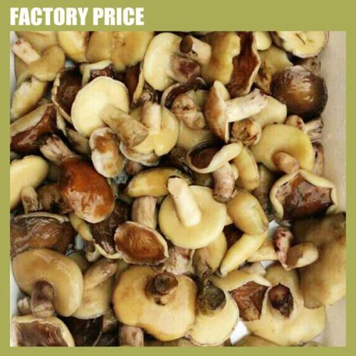 Fresh Matsutake Mushroom, High Quality Fresh Matsutake Mushroom on ...