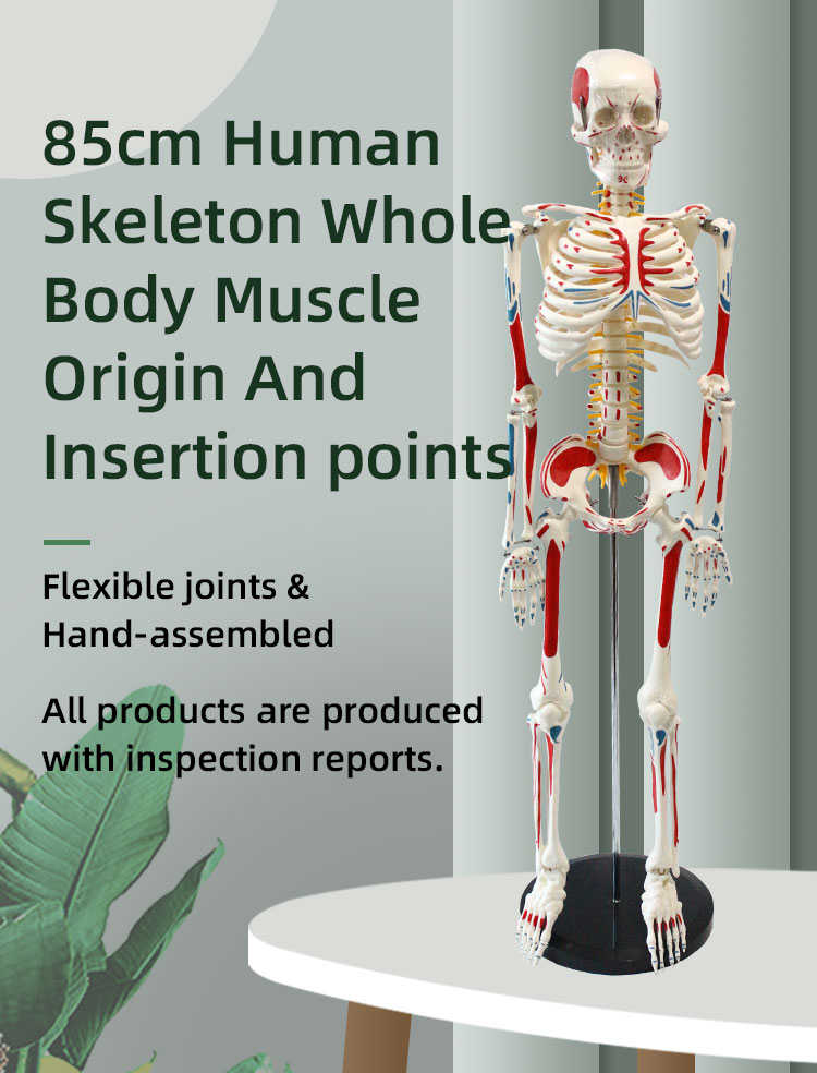 Medical Human Anatomy Model With Painted Muscles, Spinal Nerve Roots ...