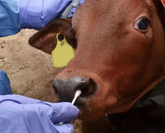 Winter Cattle Raising Guide