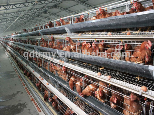 Qingdao A Frame Automatic Chicken Use Egg Layer Chicken Cage, High ...