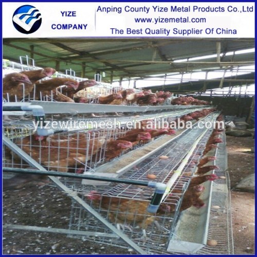 A Type Frame Poultry Farm Design Layout, High Quality A Type Frame ...