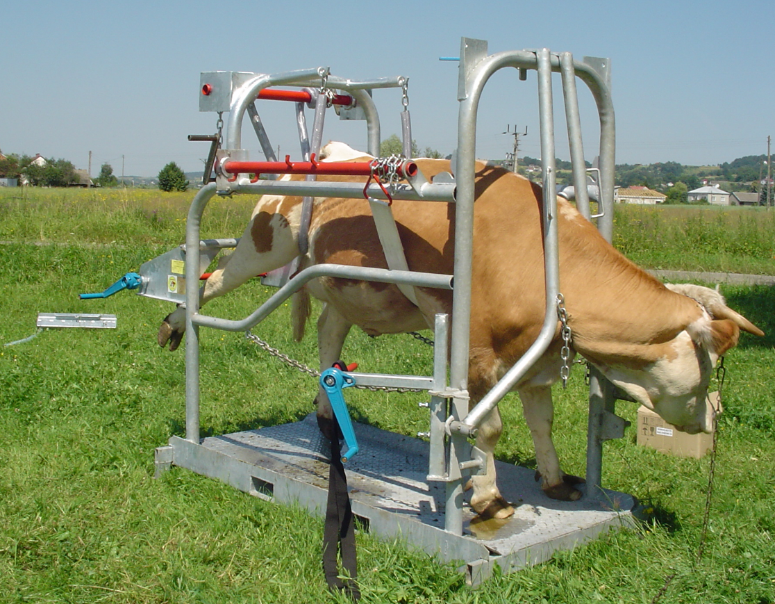 Cattle Equipment /electric Cattle Hoof Trimming, High Quality Cattle ...