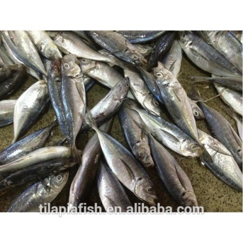 Import Export Seafood Fish, High Quality Import Export Seafood Fish on ...