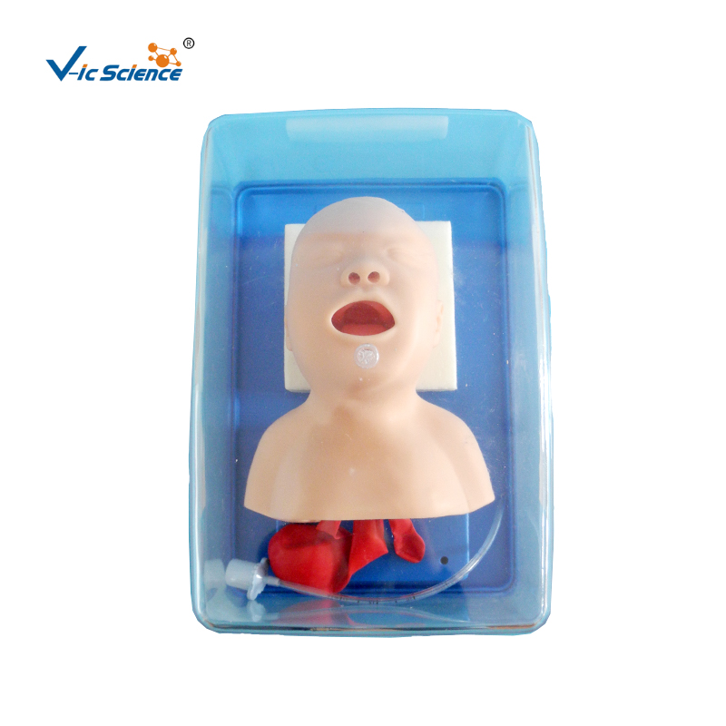 Neonate Trachea Intubation Training Model, High Quality Neonate Trachea ...