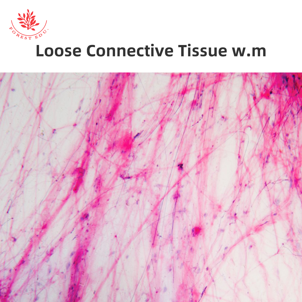 Histology Microscope Slides: Connective Tissue, Hyaline Cartilage, And ...