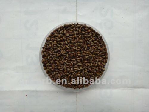 Senna Seed,chinese Senna,sicklepod,sickle Senna,ketsumeishi,cassia ...