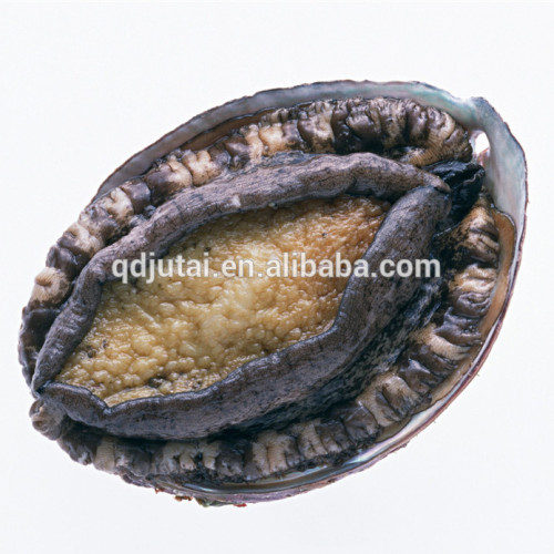Wholesale Chinese Product Canned Delicious Abalone, High Quality ...