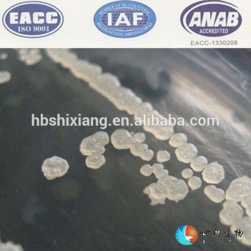 Bacillus Subtilis Fermentation 200 Billion Cfu/g, High Quality Bacillus ...