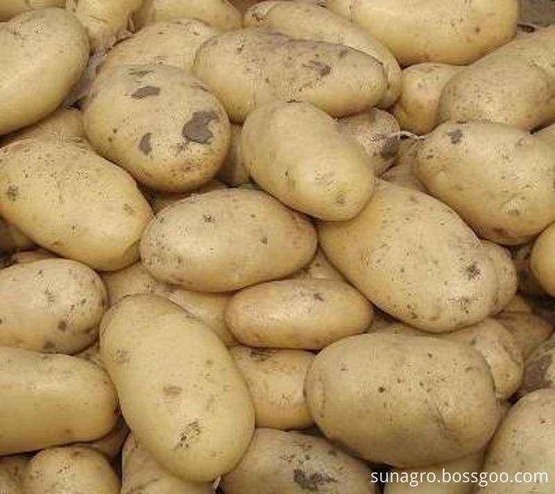 Fresh Potatoes For Export, High Quality Fresh Potatoes For Export on ...