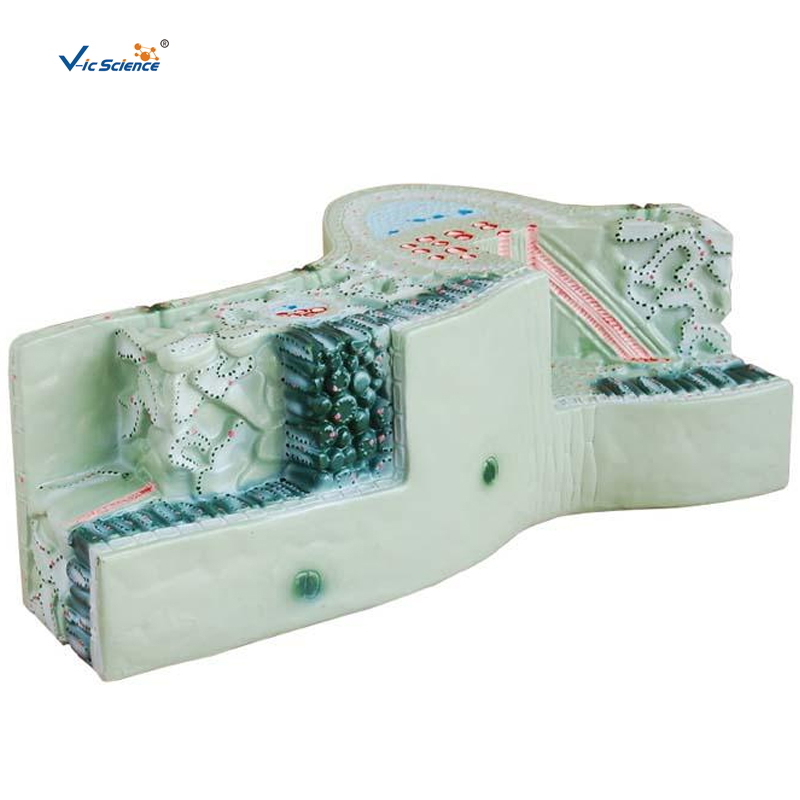 Leaf Structure Anatomy Model, High Quality Leaf Structure Anatomy Model ...