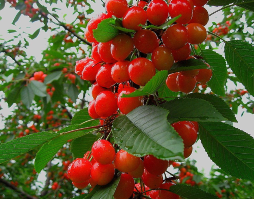 Red Cherry Fruit Tree Seeds For Growing, High Quality Red Cherry Fruit ...