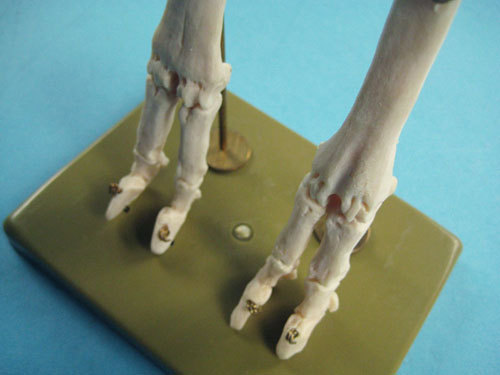 Sheep's Front & Hind Legs Model, High Quality Sheep's Front & Hind Legs ...
