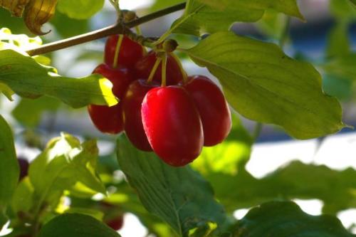 Corni Fructus Shan Zhu 유 체리 과일 Dogberry, Bossgoo.com의 고품질 Corni Fructus ...