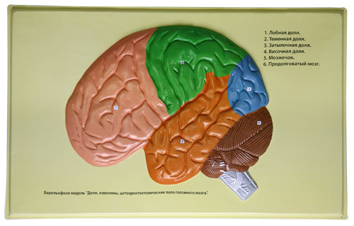 Human Brain Lobes, Bas Relief Model (d), High Quality Human Brain Lobes ...