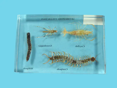 Resin Educational Specimen“arthropod Representation Collection”, High ...