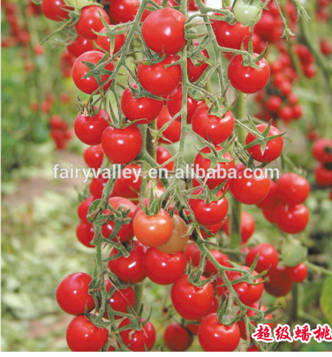 Hybrid Cherry Tomato Seeds For Growing-super Banto, High Quality Hybrid ...