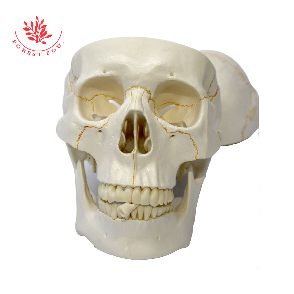 Life Size Educational Medical Anatomical Skull Model With Sutures, High ...