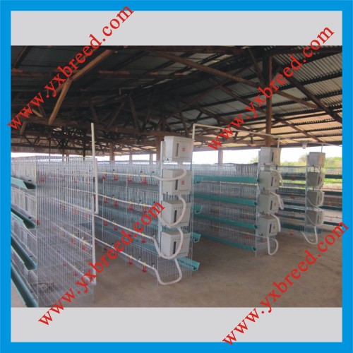 H Type Simple Meat Chicken Cages, High Quality H Type Simple Meat ...