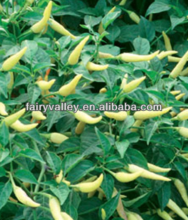 Korean White Rice Pod Pepper-f1 Hybrid Milk White Red Pod Cluster ...