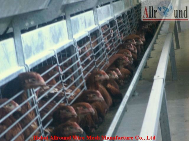 Poultry Egg Layer House In China , High Quality Poultry Egg Layer House ...