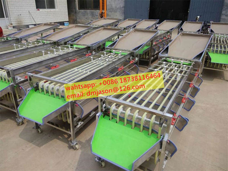 Multi-fruit And Vegetable Size Sorting Machine: Orange, Avocado, Apple ...