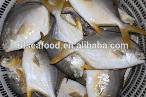 Gold Pomfret Export Fresh Fish Trading Companies, High Quality Gold ...