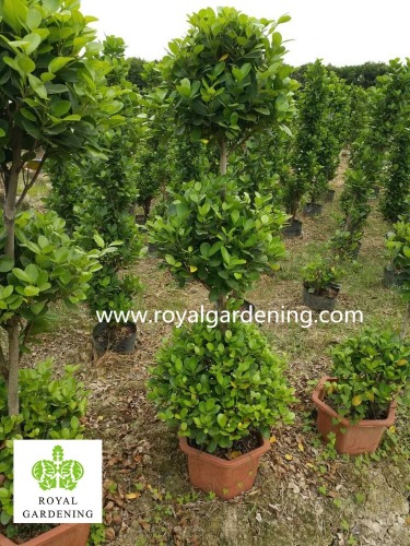 Ficus Panda 3 Steps ,cone Shape Nursery For Landscaping High 1.5-2.5m ...