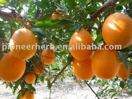 Navel Orange, High Quality Navel Orange on Bossgoo.com
