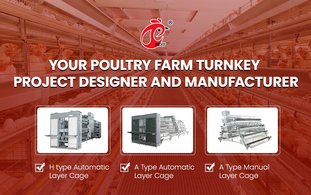 China Gamefowl Chicken Cages - Ordinary Type Laying Coops With Samples ...