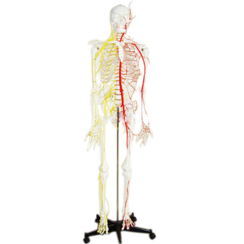 Human Skeleton Model Nerve And Blood Vessel, High Quality Human ...