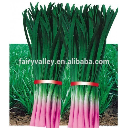 Red Stem Leek Seeds Garlic Chives Seeds For Growing, High Quality Red ...